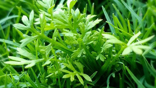 Bindii – Lawnpride Australia