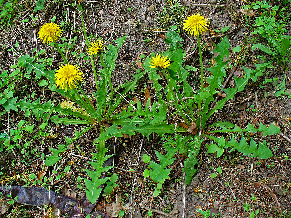 Dandelion – Lawnpride Australia