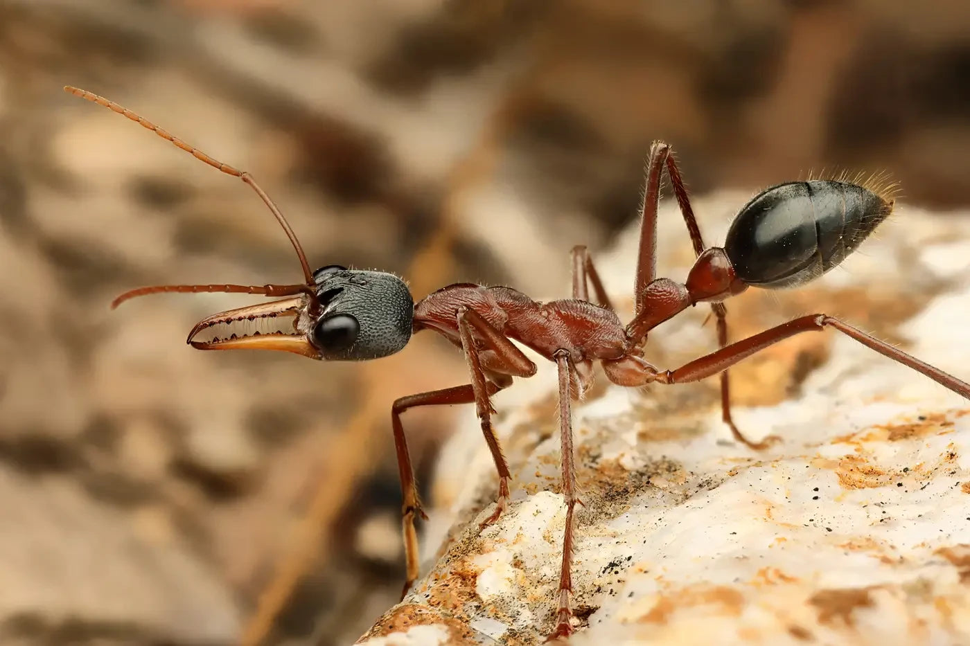 Fire Ant – Lawnpride Australia