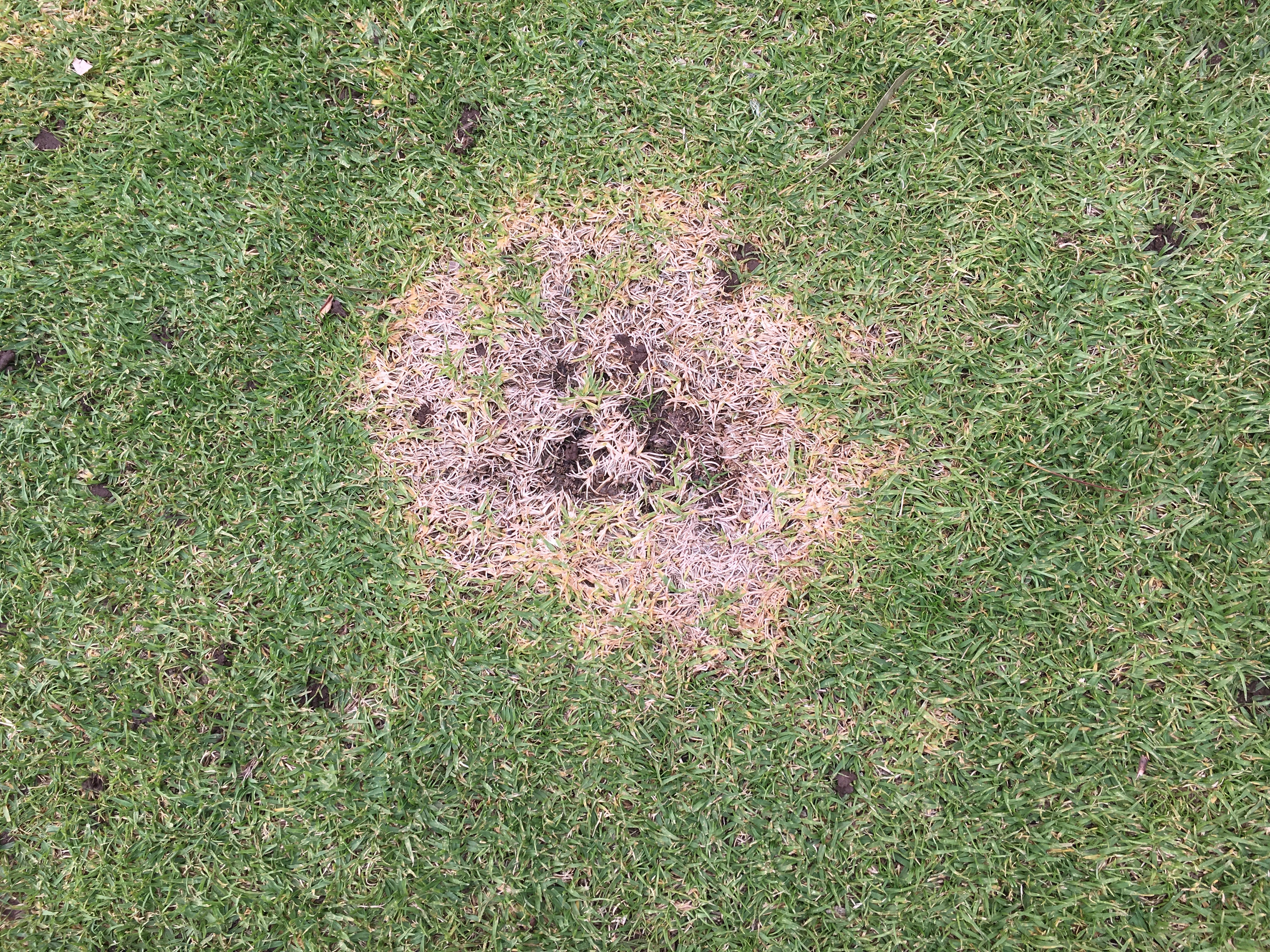 Fusarium Lawns