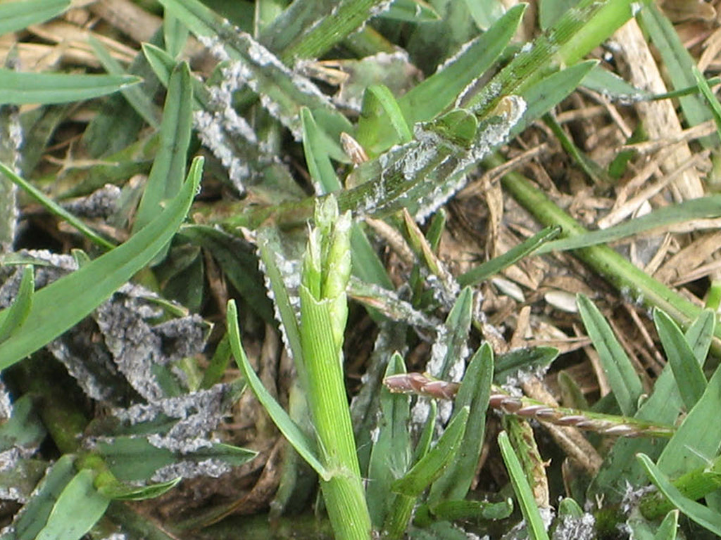 Grey Slime Mould – Lawnpride Australia