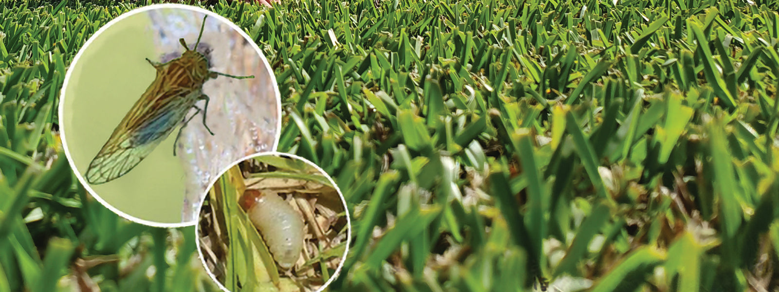 Couch Tip Fly – Lawnpride Australia