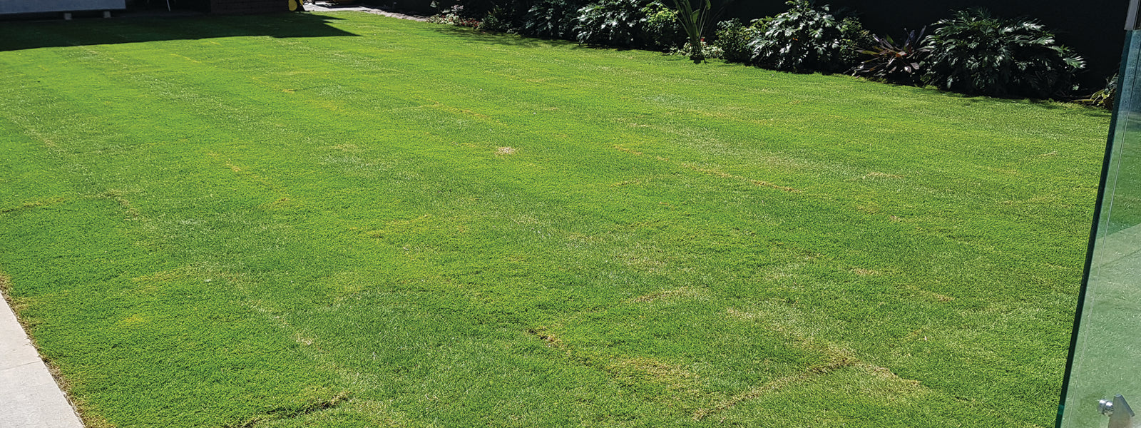What is an Established Lawn? – Lawnpride Australia