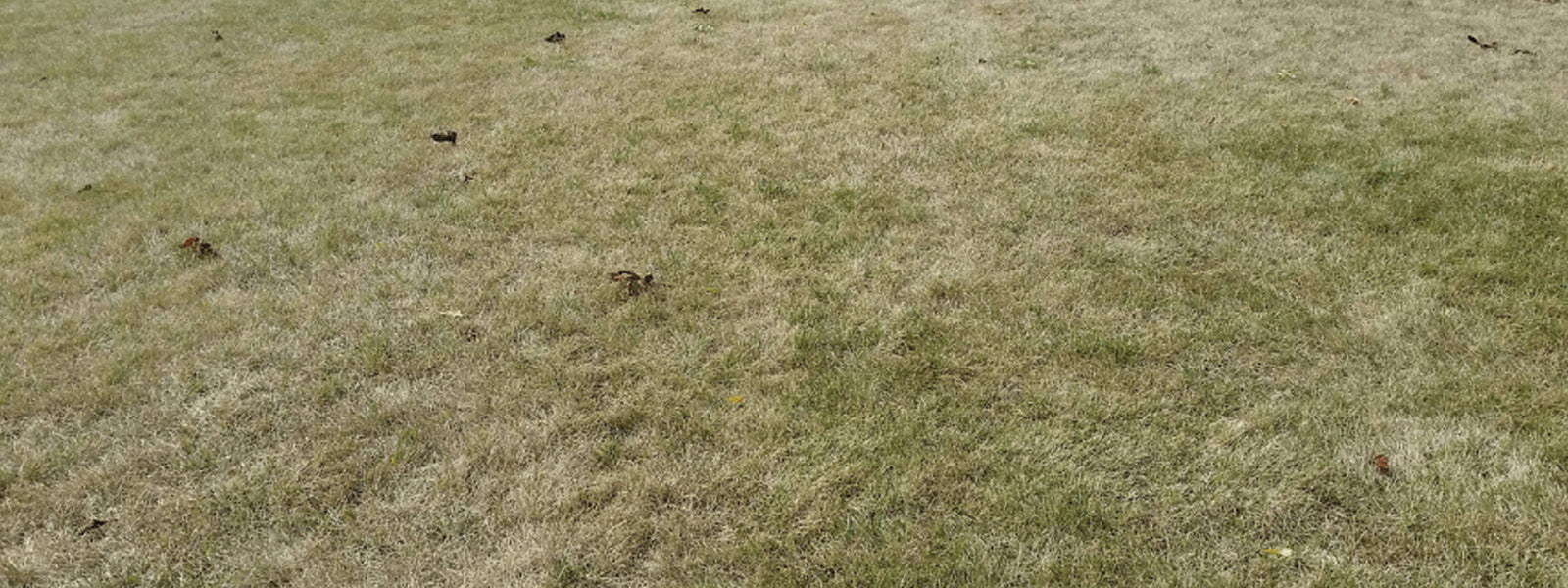 Warm Season Grass Dormancy in the Australian Climate – Lawnpride Australia