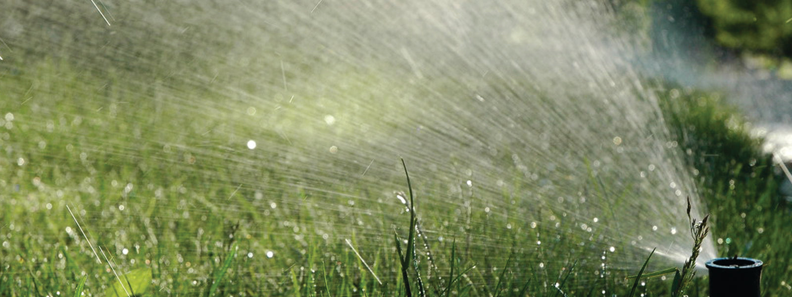 Efficient Lawn Watering – Lawnpride Australia