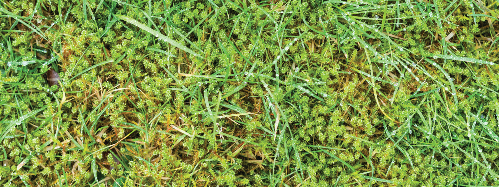 Tips for Minimising Moss in Your Lawn – Lawnpride Australia