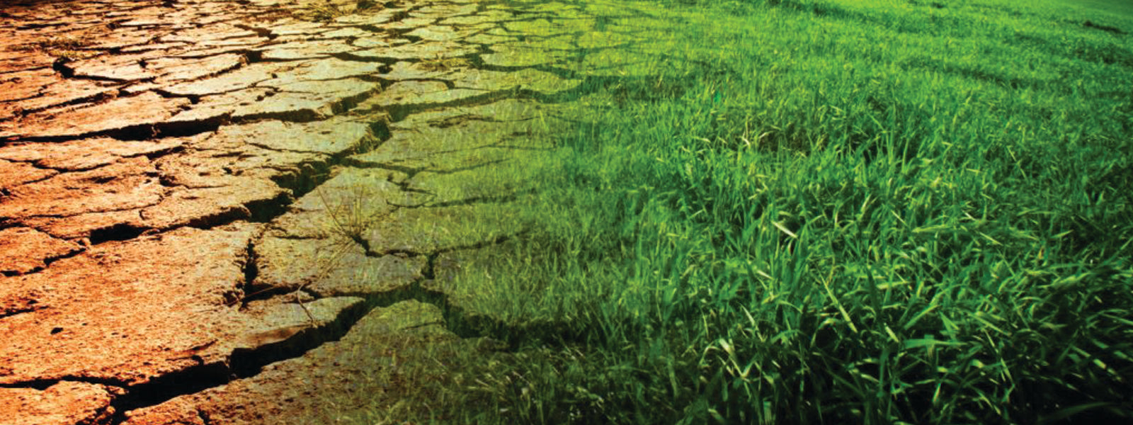 The Cooling Effects of Natural Turf – Lawnpride Australia