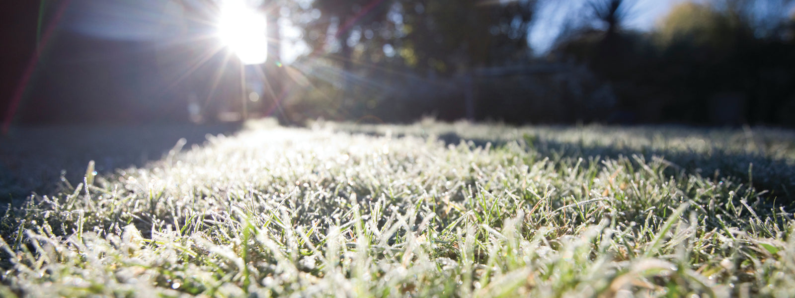 Winter Lawn Prep Guide – Lawnpride Australia