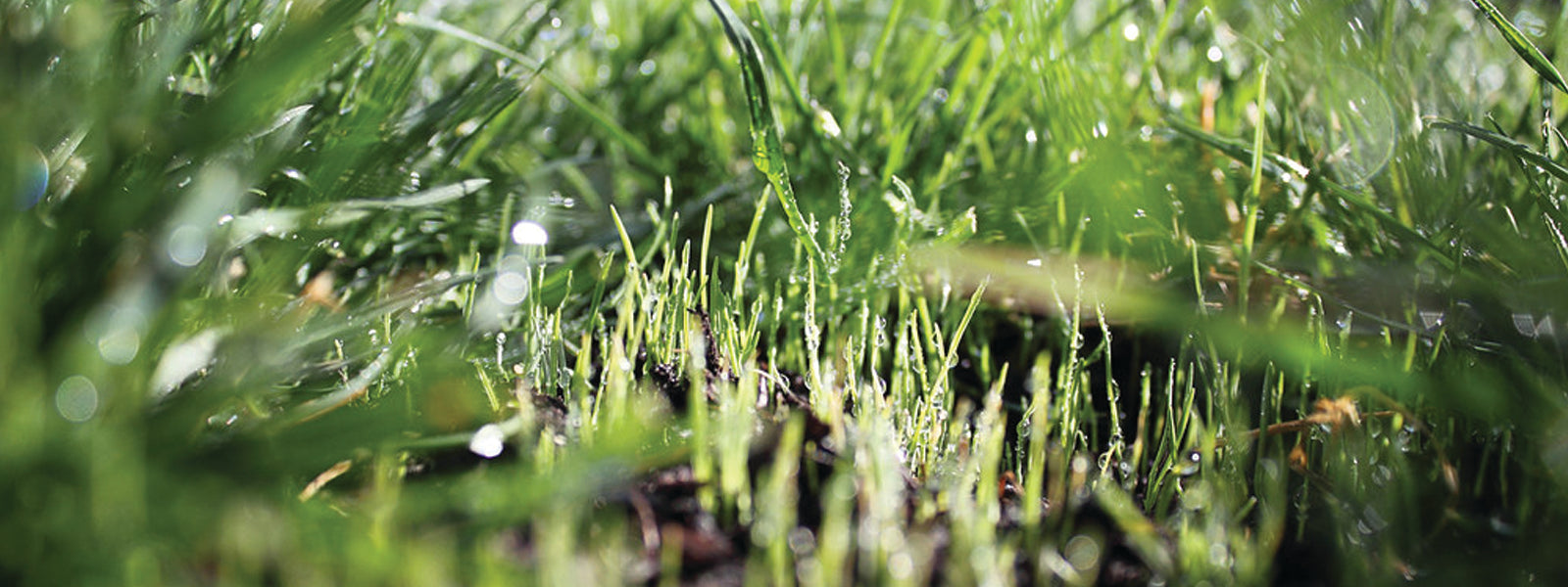 Benefits of Oversowing Your Lawn – Lawnpride Australia