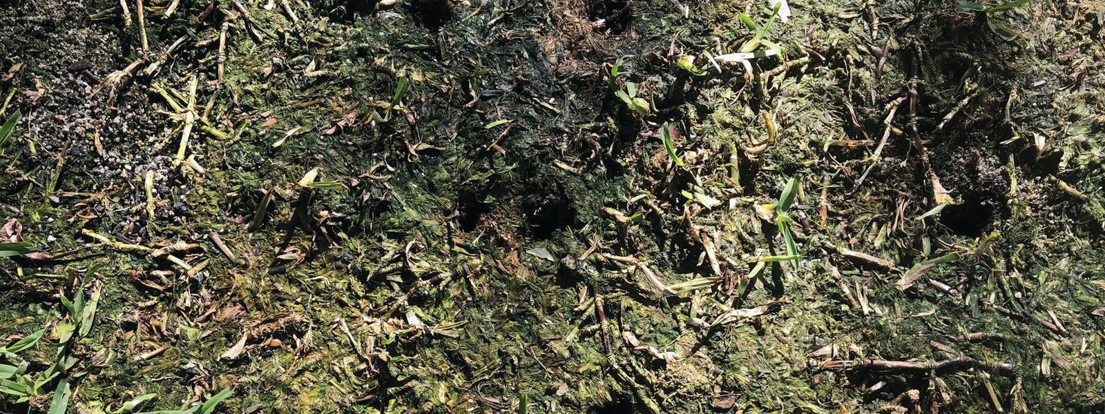 How to rid Algae from your lawn – Lawnpride Australia