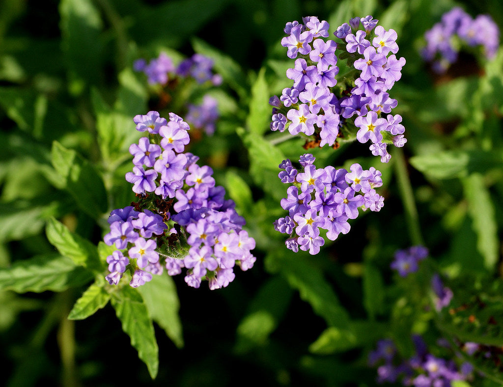 Blue Heliotrope – Lawnpride Australia