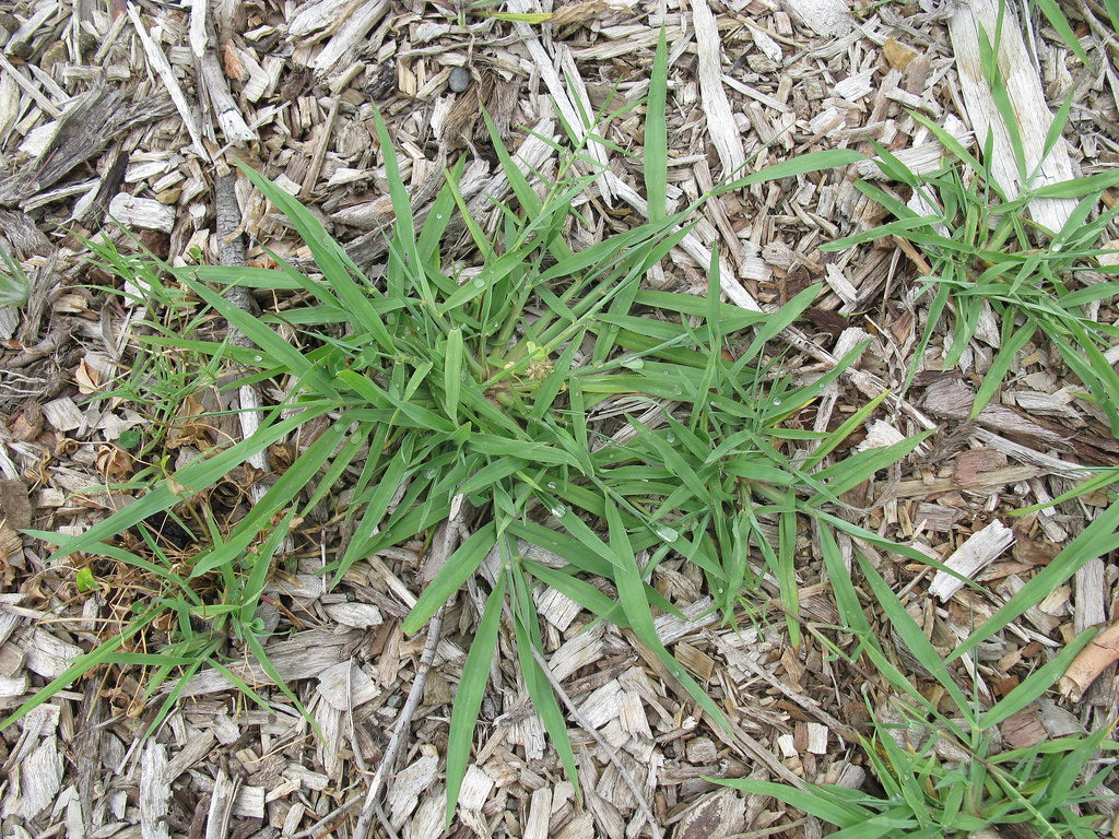 Paspalum – Lawnpride Australia
