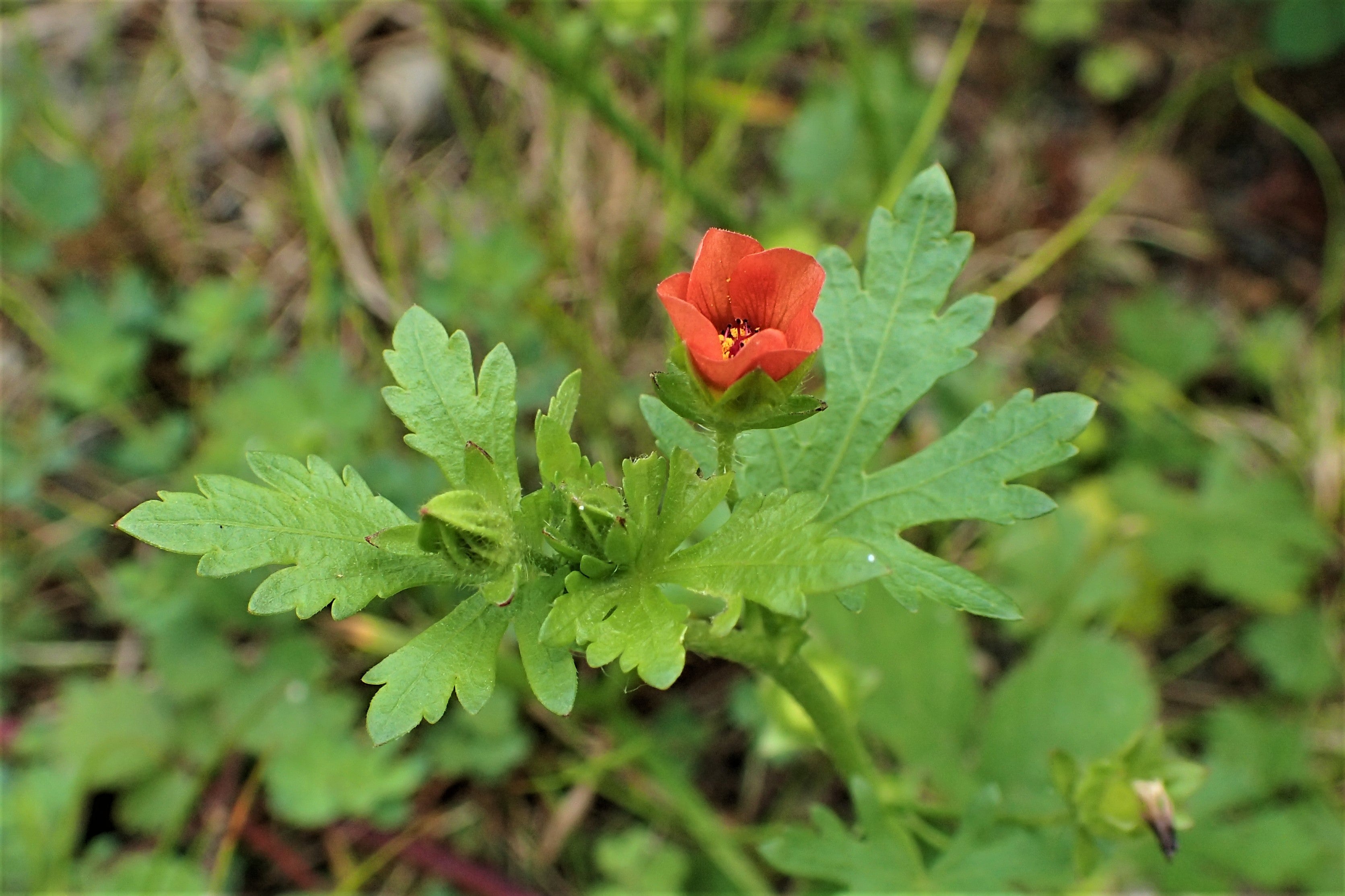 Red-Flowered Mallow – Lawnpride Australia