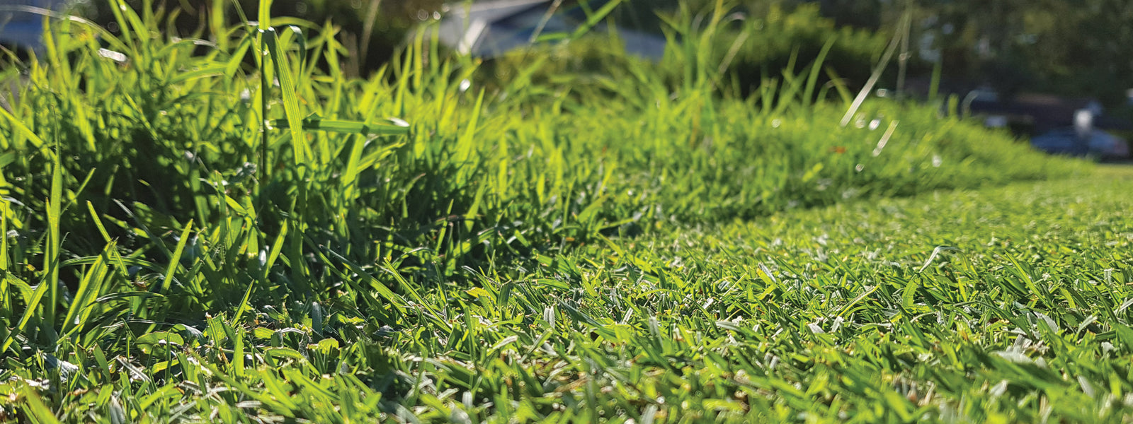 Spring Lawn Prep – Lawnpride Australia