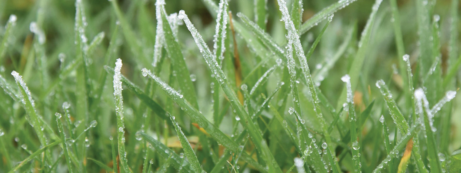Winter lawn care tips – Lawnpride Australia