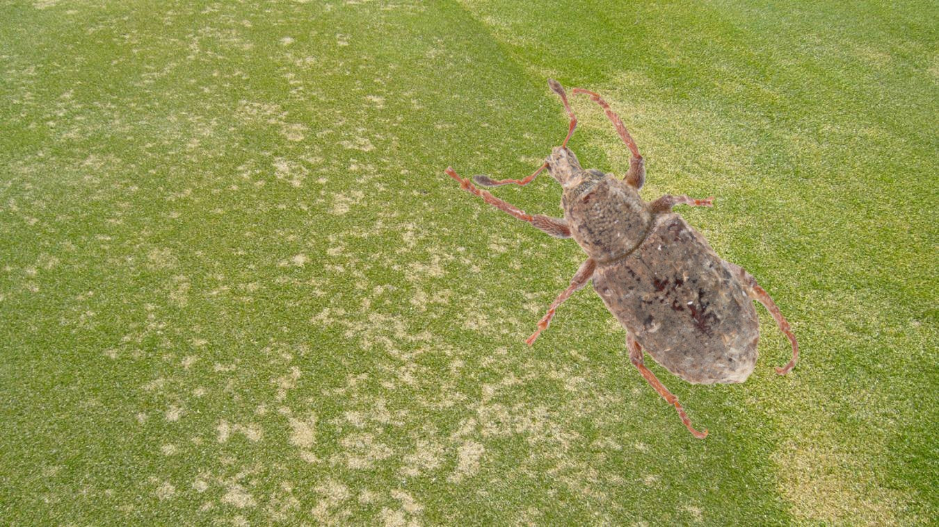 Argentine Stem Weevil – Lawnpride Australia