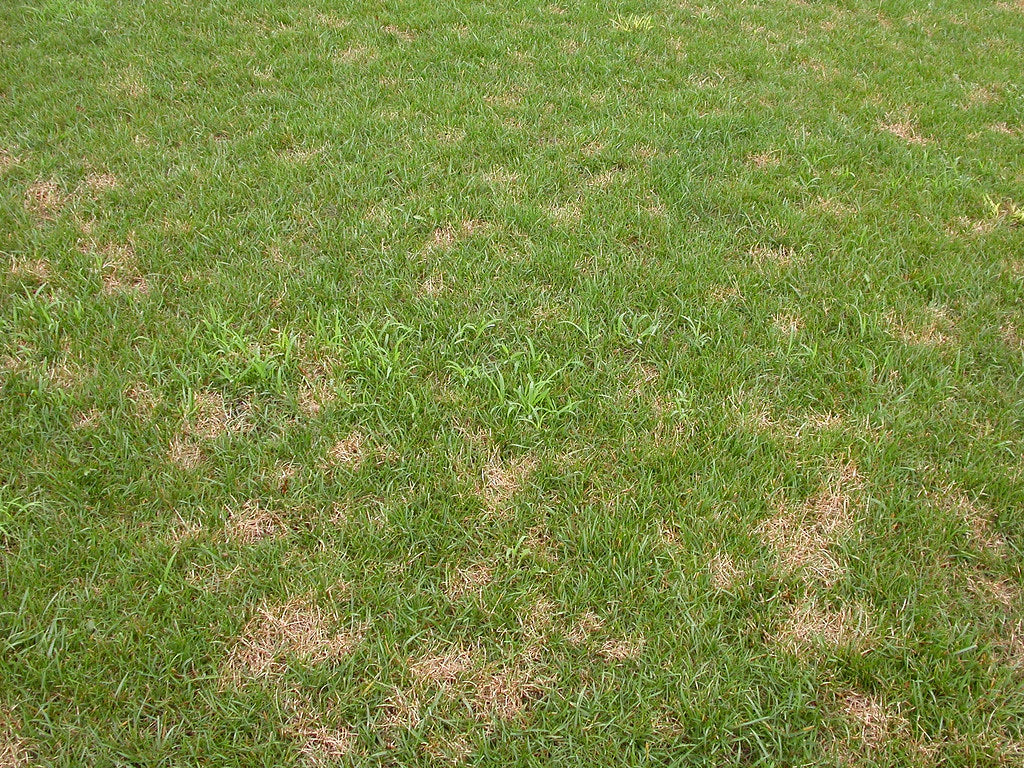 Dollar Spot – Lawnpride Australia