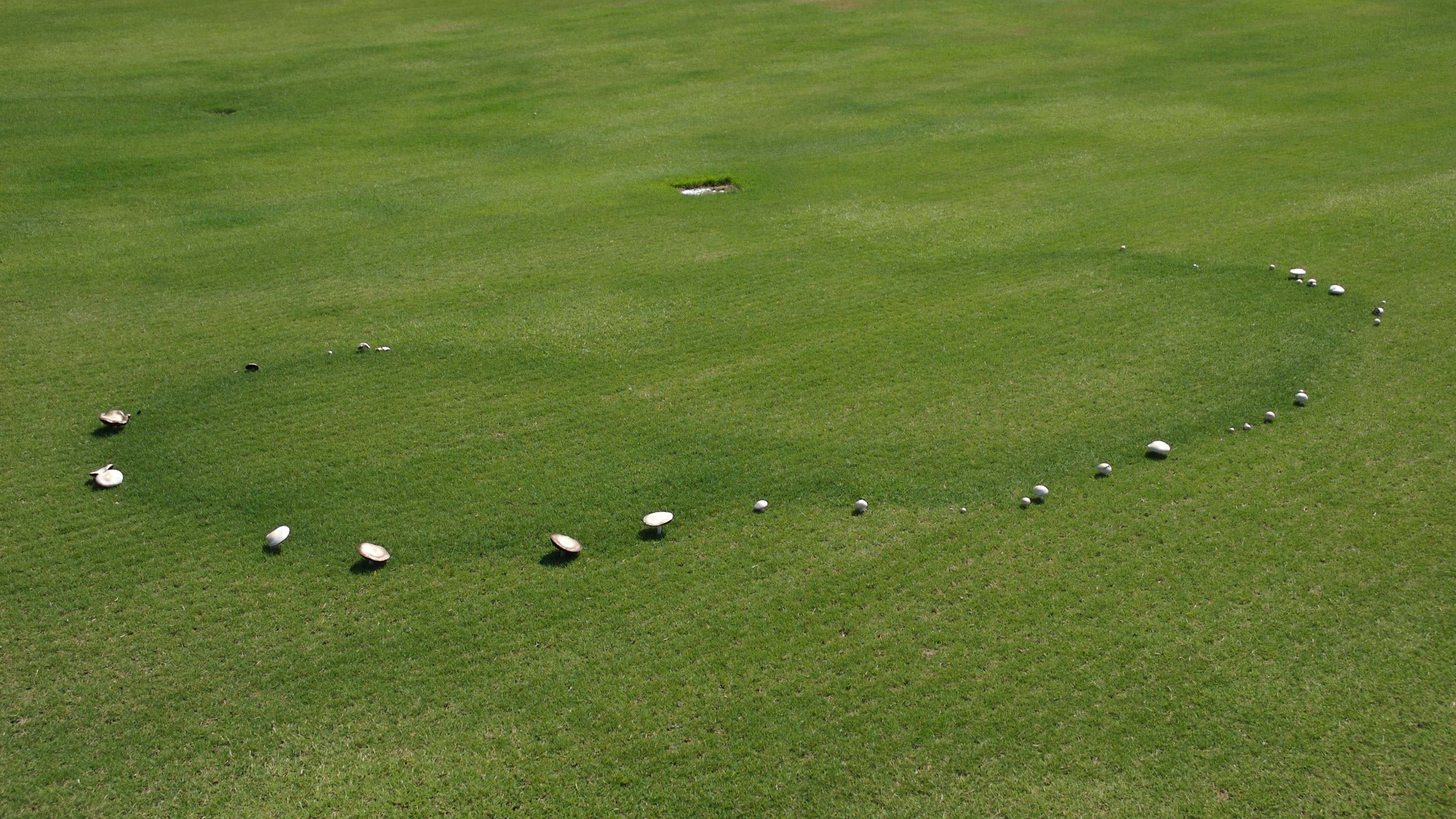 Fairy Ring – Lawnpride Australia