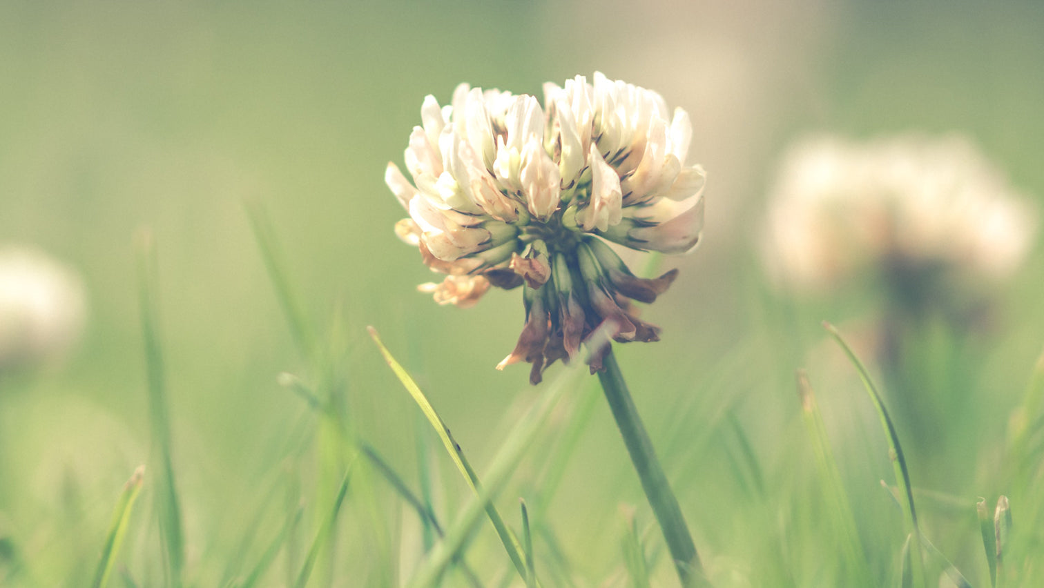 What is pre-emergent herbicide? – Lawnpride Australia