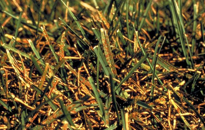 Rust – Lawnpride Australia