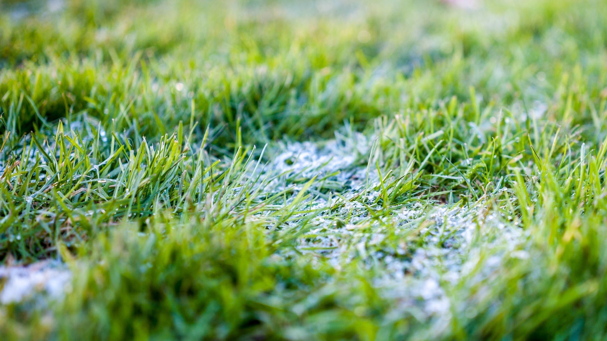 Winter Lawn Care – Lawnpride Australia