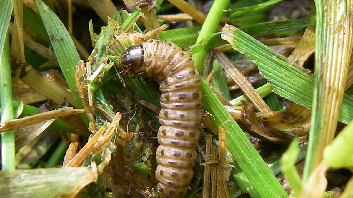 Sod Web Worm – Lawnpride Australia