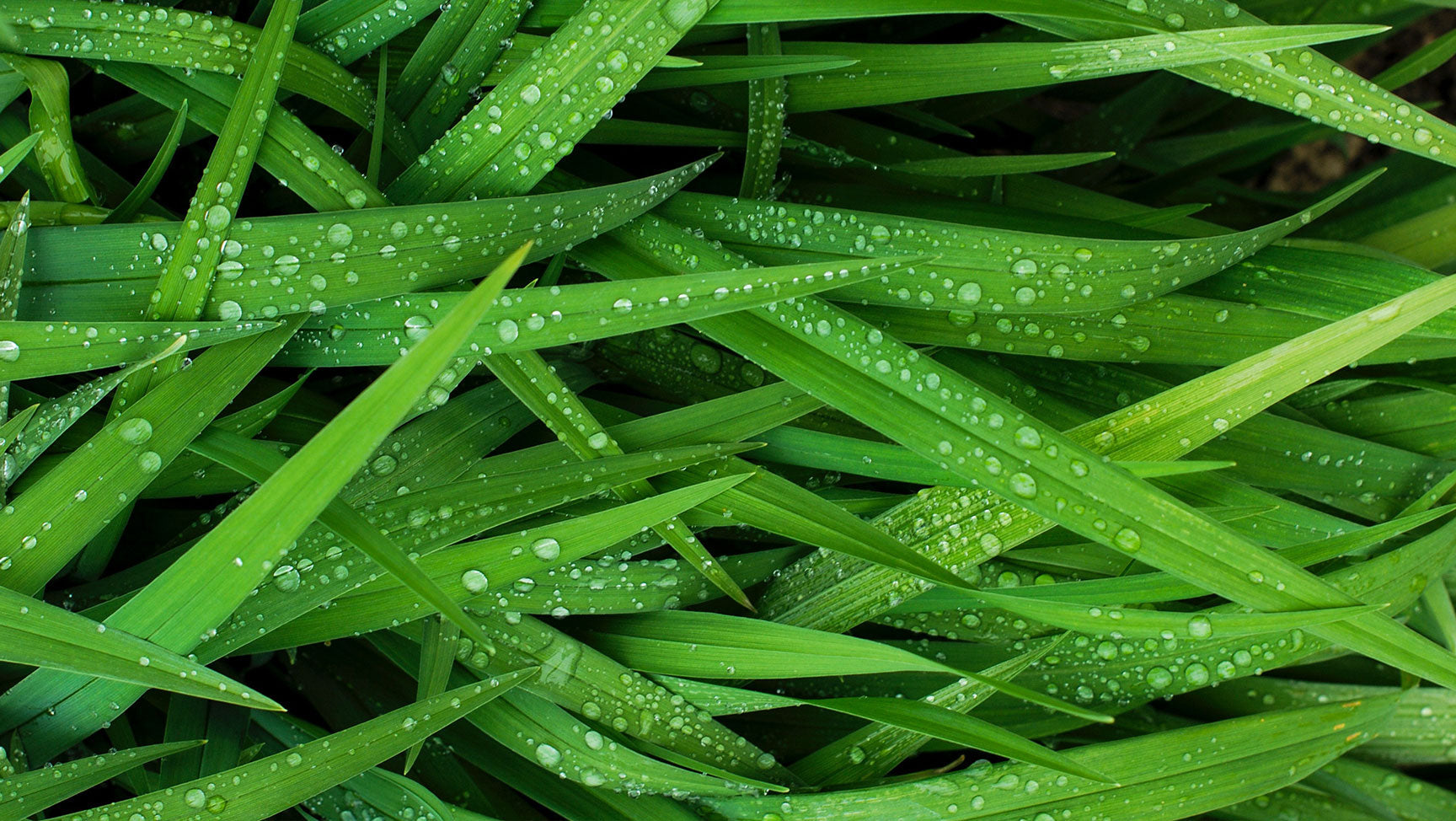 Maintaining moisture levels in your lawn – Lawnpride Australia