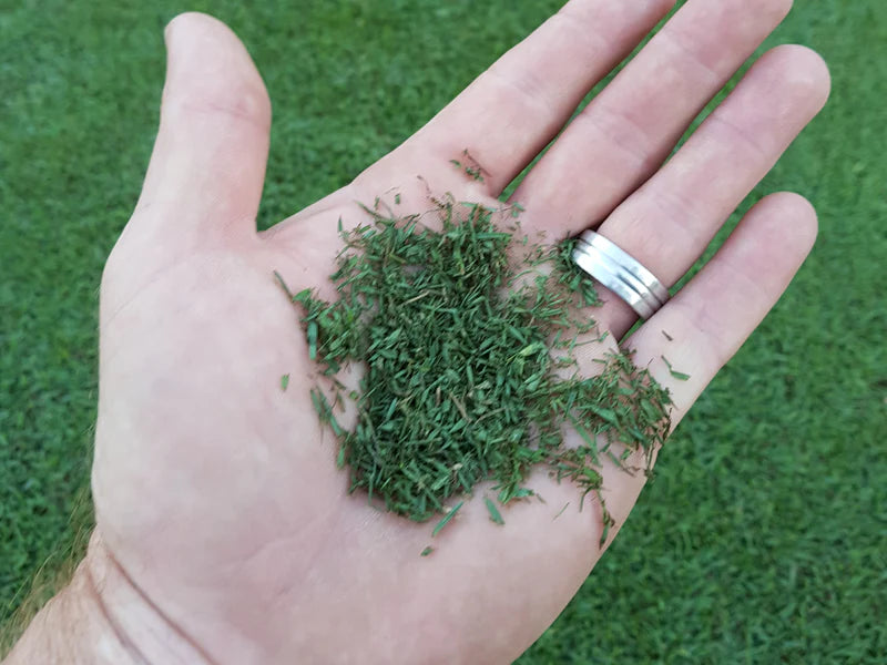 Plant Growth Regulators (PGR) – Lawnpride Australia