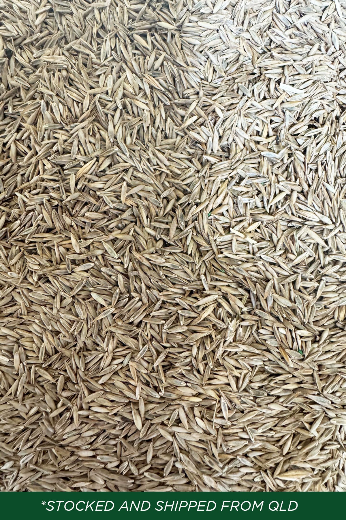 Tall Fescue Seed 1kg – Lawnpride Australia